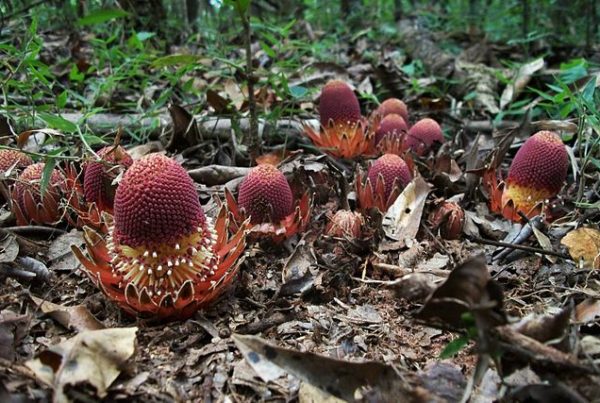 How fungi influence global plant colonisation - The Global Plant Council