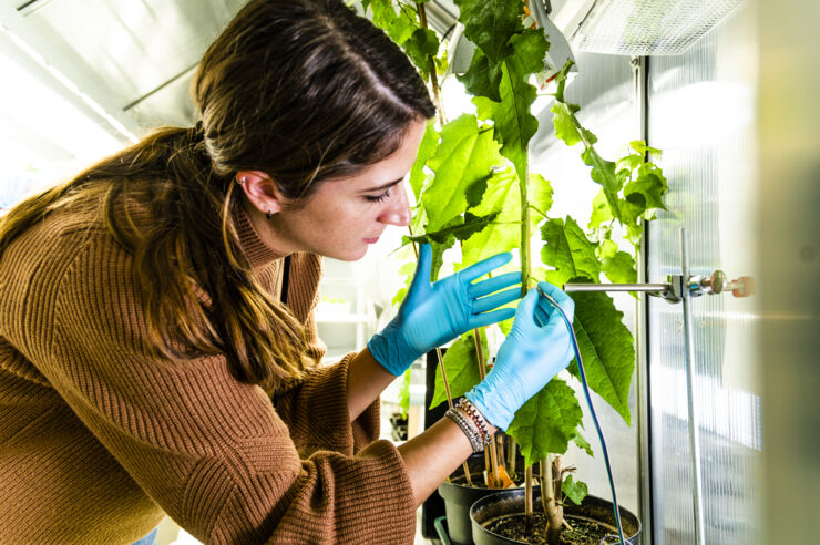 Biosensors monitor plant well-being in real time - The Global Plant Council