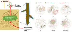 How rhizosphere microorganisms of a leguminous plant respond to change ...
