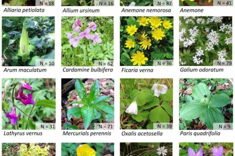 Forest use changes life cycles of wildflowers - The Global Plant Council