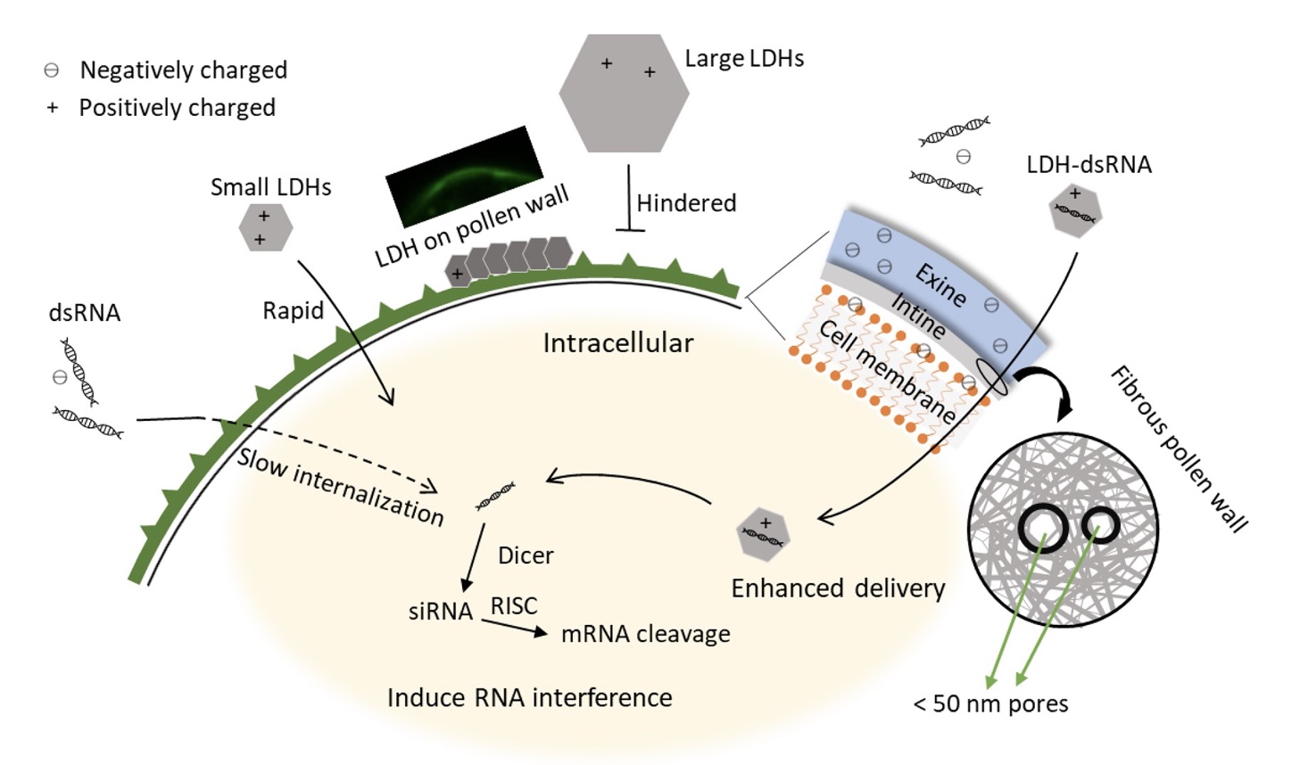 Targeted gene silencing using nanoparticles assisted delivery of dsRNA ...