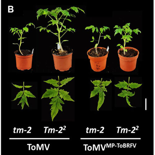 A sequence change in a single protein allowed a tomato virus to become ...