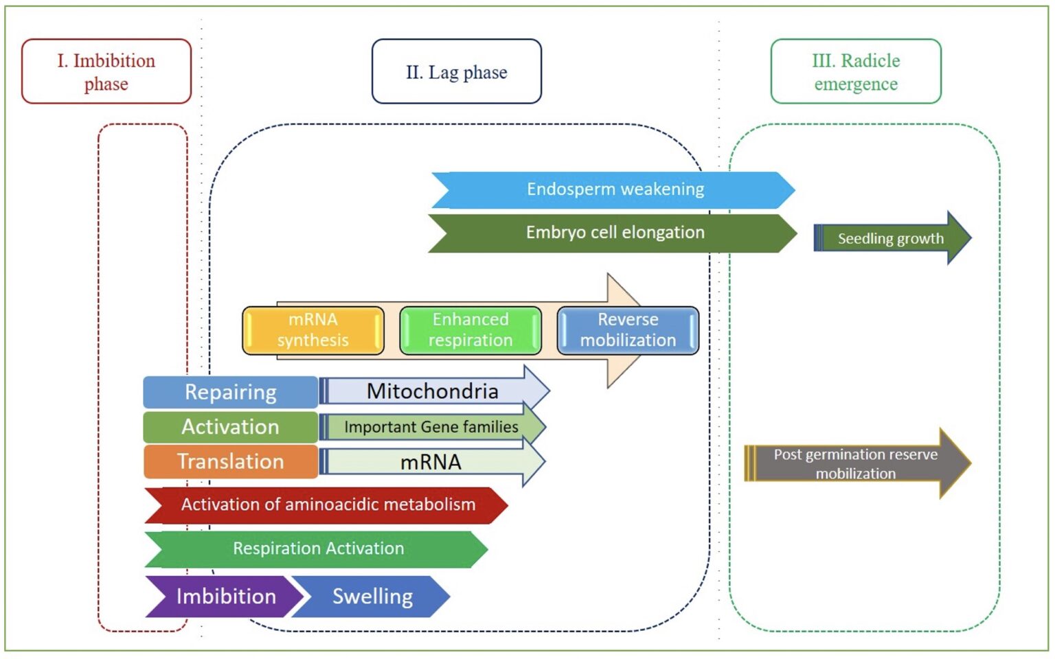 Seed germination: A physio-molecular journey through germinating seed ...