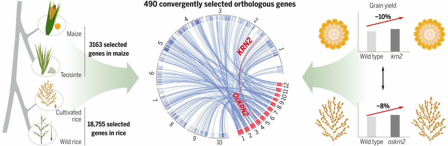 Using CRISPR to turn off genes in corn and rice to improve crop yields ...