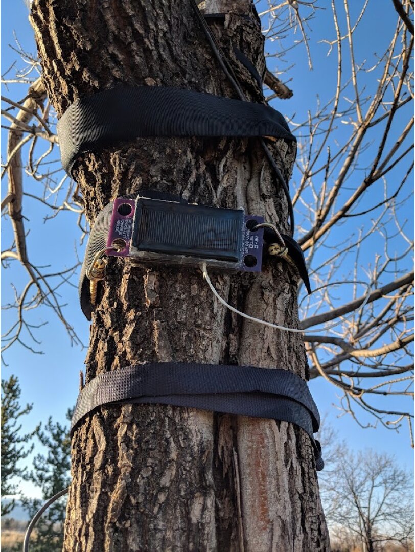 Tree “Fitbits” Track Urban Growth, Flowering, More - The Global Plant ...
