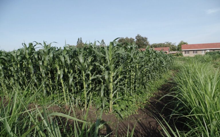 The push-pull strategy controls stemborers and striga increasing corn ...