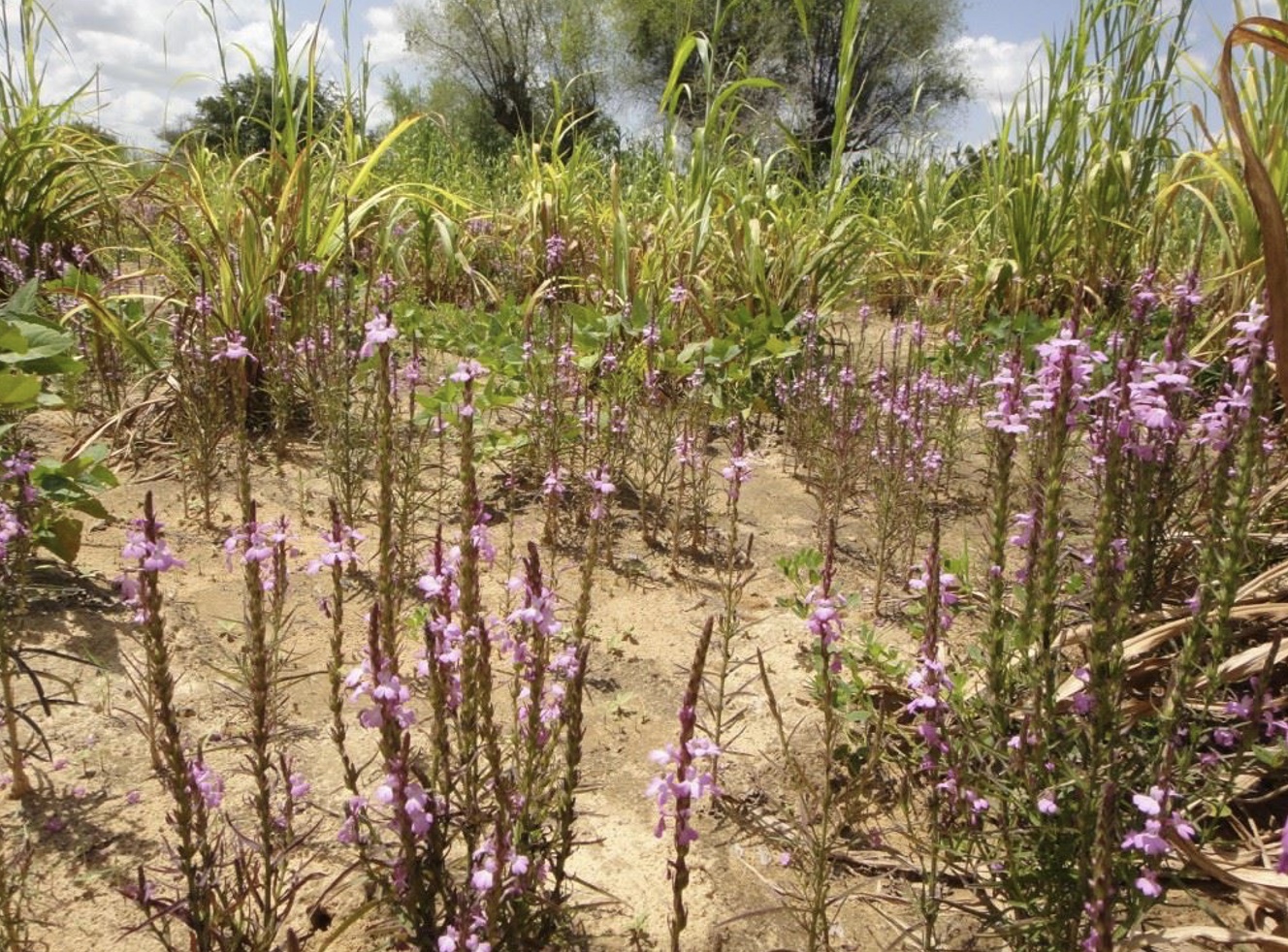 The push-pull strategy controls stemborers and striga increasing corn ...
