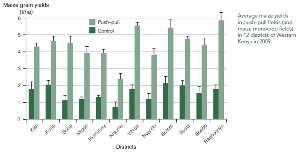 The push-pull strategy controls stemborers and striga increasing corn ...