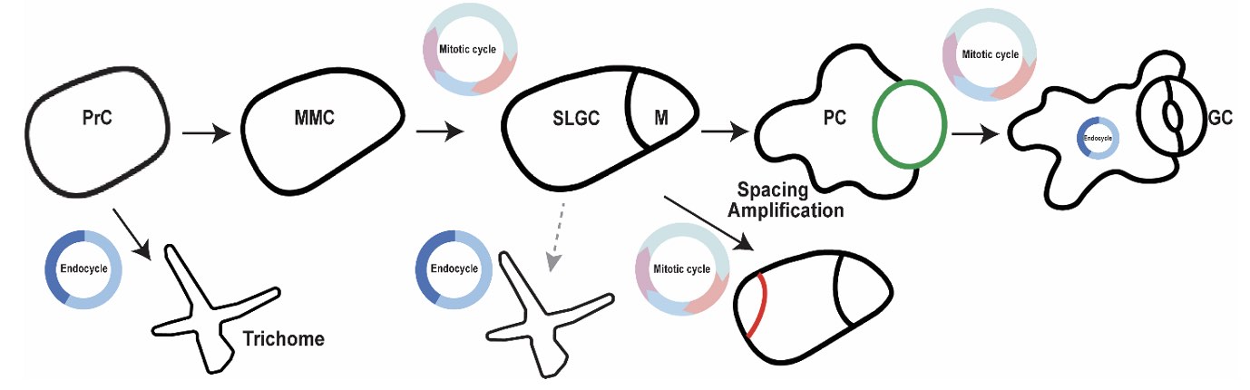 Multipotent stem cells in Arabidopsis shape the leaf epidermis ...