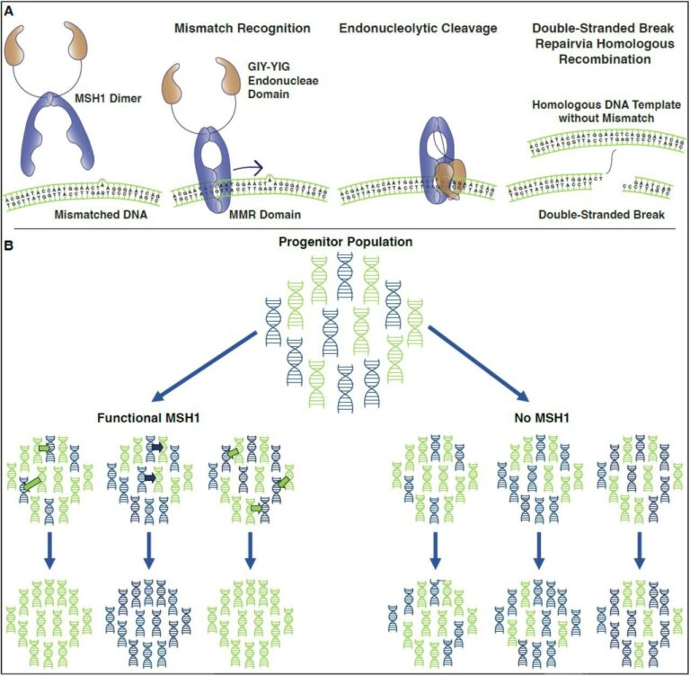 New clues to how plants retain healthy genomes, avoid mitochondrial ...