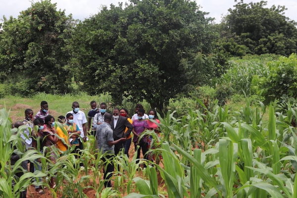 Balanced fertilization: a fulcrum for sustainable production of maize ...