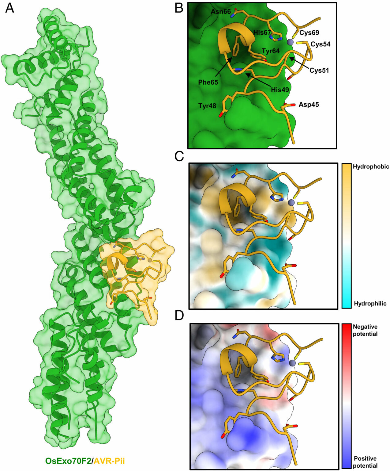 Insights into pathogen-host interaction offer a clue to protecting ...