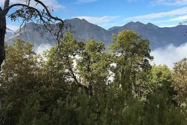 How plants stabilize their water pipes - The Global Plant Council