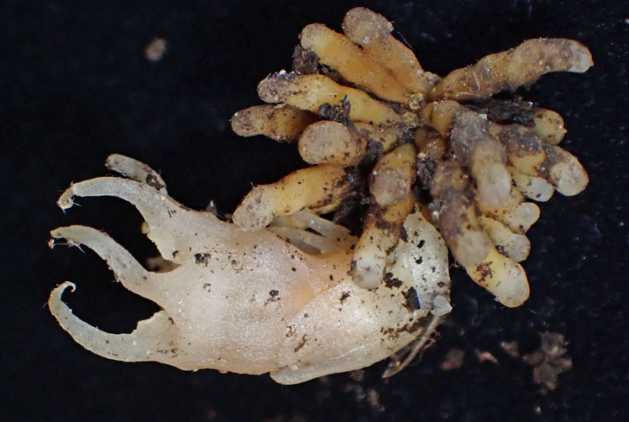 Seed Size and Forest Floor Conditions Determine Tree Seedling Survival ...