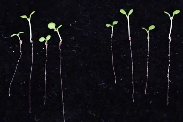 Ancient Mesopotamian Discovery Transforms Knowledge of Early Farming ...