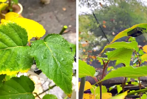 New technology protects crops by testing the air for the DNA of plant ...