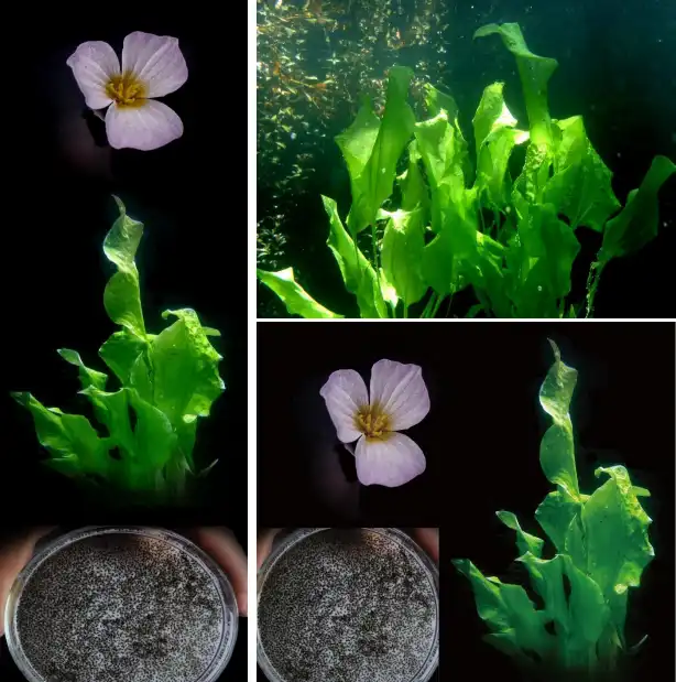 Unique aquatic plant has three concurrent CO₂-concentrating mechanisms ...